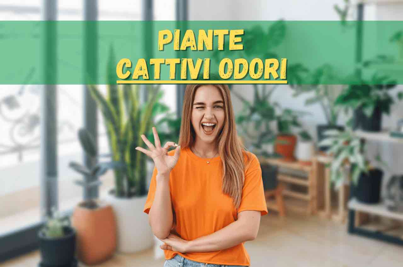 Cattivi odori? Alcune piante possono essere utili: il trucco